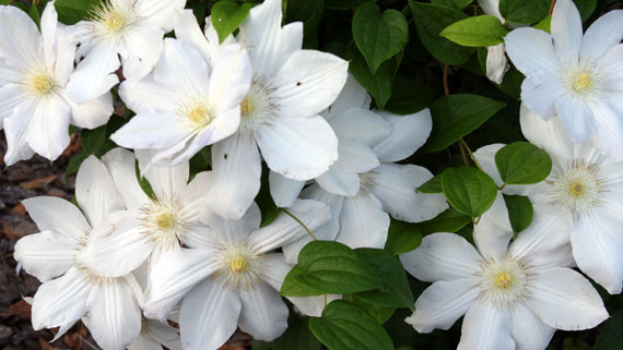 Candida_4 - Roseville Farms