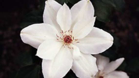 Henryi_2 - Roseville Farms